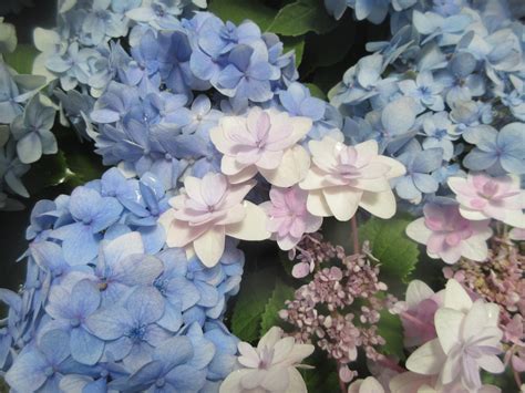 出逢ひし花 剣持雅舟のブログ