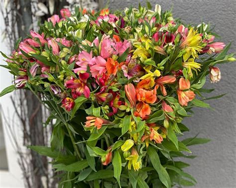 Alstroemeria 2 Assorted