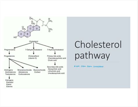 Glucocorticoids Flashcards Quizlet