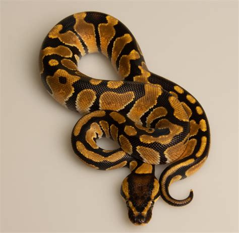 Python Royal Python Regius Enchi Het Clown