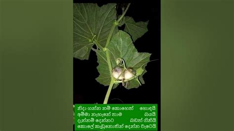 අපූරුවට නිදි කොලේ ගැලවිලා වැටුනොත් නිසඳැස් කවි Sinhala Nisadas Youtube