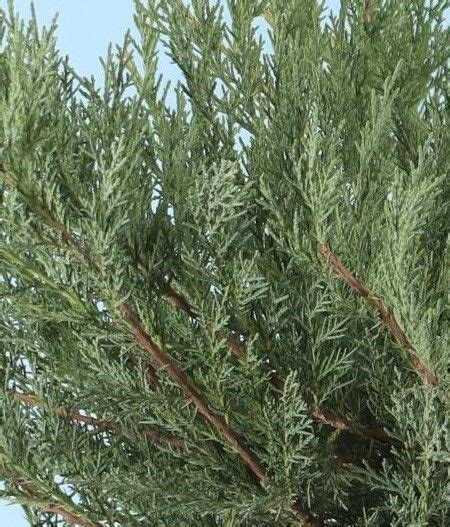Hetz Blue Juniper Urban Garden Sun And Water Beautiful Gardens