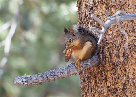 Douglas Squirrel Agile Rodent With Unique Mating Behavior