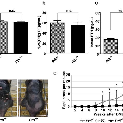 Pth − Knock Out Heterozygous Mice Are Susceptible To Chemically