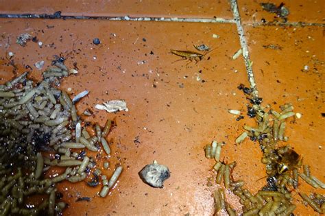 Enforcement Action Taken Against Rat And Cockroach Infested Restaurant