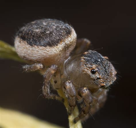 Maratus Volans — Peacock Spider
