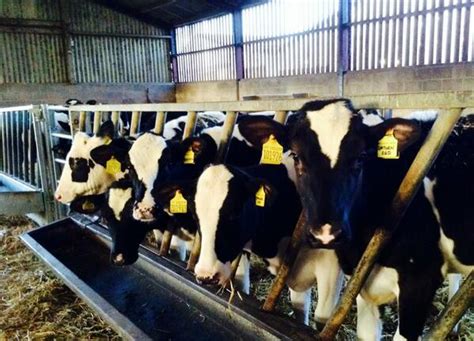 Rachel Williamson Rachwilliamson Twitter