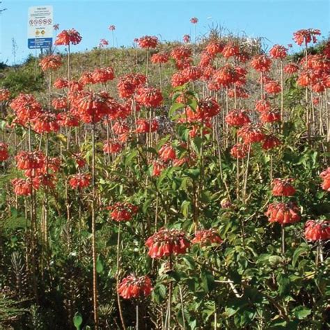 Mother Of Millions Sydney Weeds Network