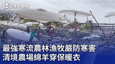 最強寒流農林漁牧嚴防寒害 清境農場綿羊穿保暖衣｜20240122 公視晚間新聞 Youtube