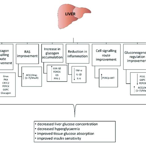 Effect Of Probiotics On Skeletal Muscles Gsk 3β Glycogen Synthase