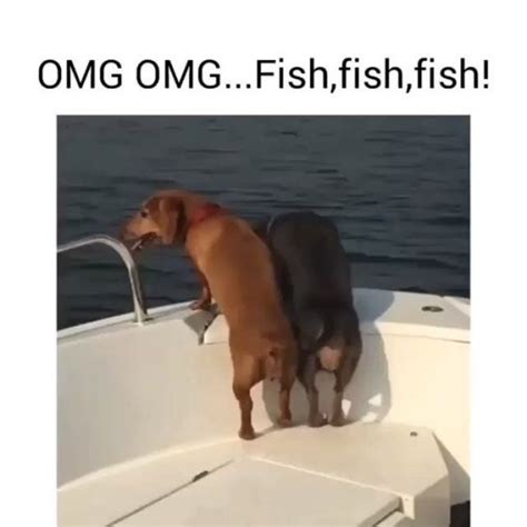 The 16 Funniest Dachshund Memes The Dogman