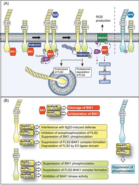 Figure 2 From Behind The Lines Actions Of Bacterial Type Iii Effector Proteins In Plant Cells