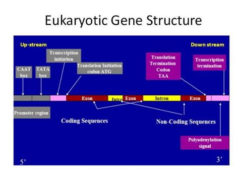 Fine Structureof Gene Allelic Complementation And Split Gene Pptx
