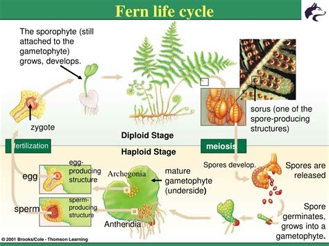 Ppt Mosses And Ferns Powerpoint Presentation Free Download Id3147846
