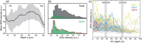 Variable Shg Intensity Of Individual Bipolar Cell Axons A The Mean Download Scientific