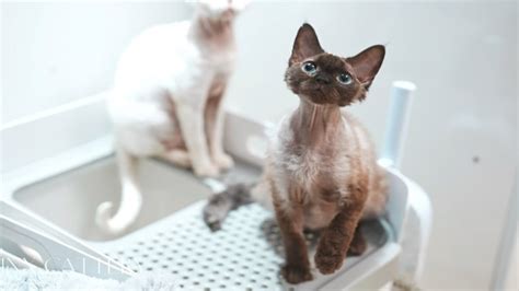 查房晚上的猫妈妈们都在干嘛呢德文卷毛猫舍 YouTube
