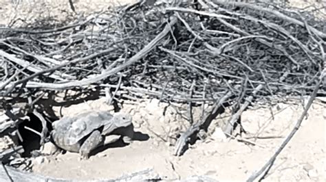 Nevadas Weather Predicting Tortoise Mojave Max Emerges