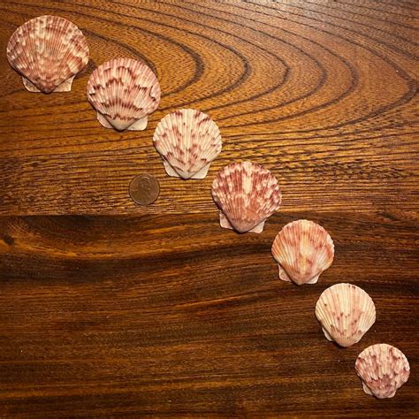 Calico Scallop Shell Etsy