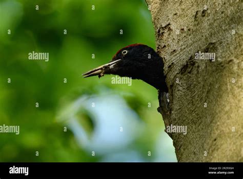 Pic Noir Schwarzspecht Dryocopus Martius Homme Observant Hors