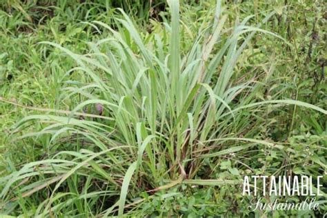 How To Grow Lemongrass In The Garden And In Containers