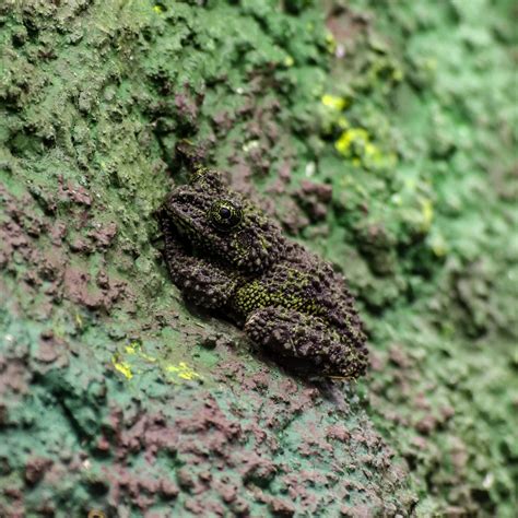Theloderma Corticale By Forest Of Frogs Album Harsh Noise Wall