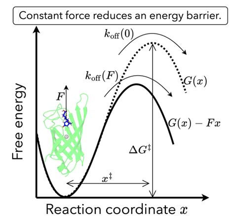 Schematic Free Energy Landscape Of Unbinding Of A Molecule Where Biotin