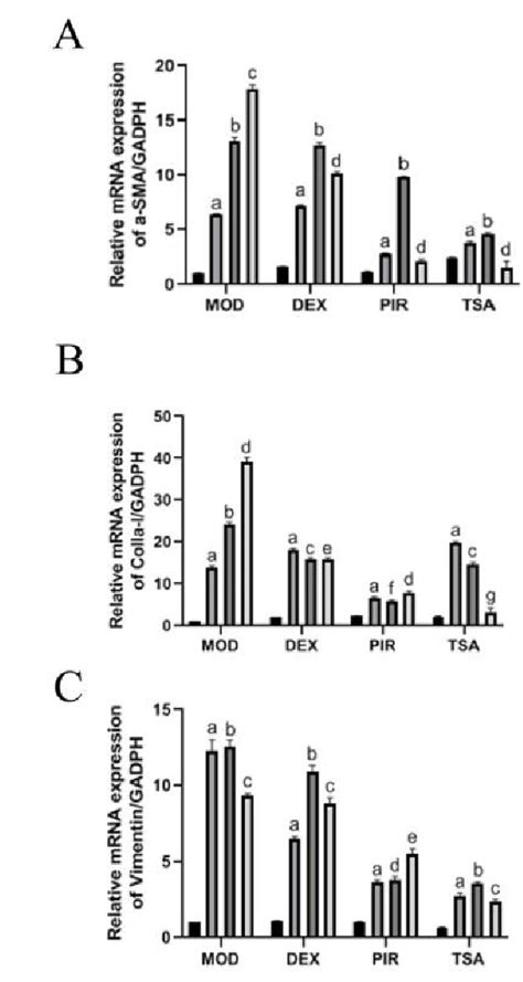 A Expression of α SMA mRNA B Collagen I mRNA and C Vimentin mRNA