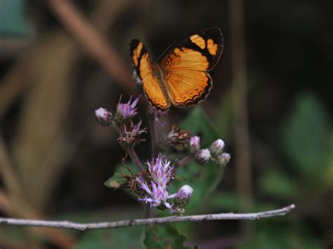 Trilha Ecológica No Morro Do Quininho 2026 All You Must Know Before You Go W Reviews