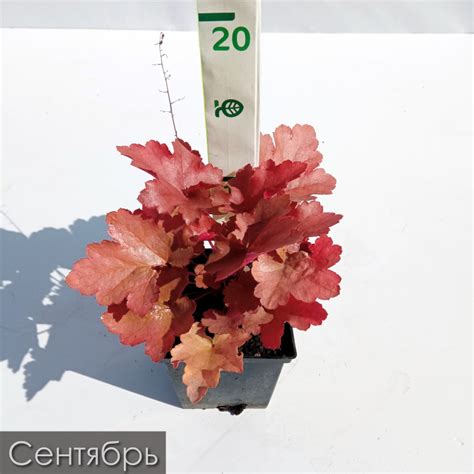 Гейхера Пенелопа: описание сорта, характеристики, агротехника посадки и ...