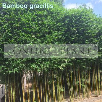 Bamboo Screening Plants For Sale Melbourne Australia