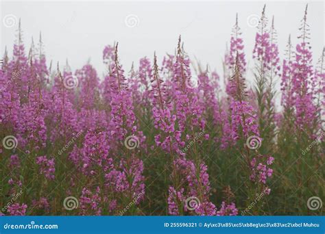 Fireweed Flowers In Natural Habitat Stock Image Image Of Sunset Rainy 255596321