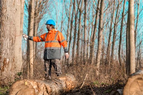 Forestry Technician Marking Tree Trunk For Cutting In Deforestation Process Stock Photo Image