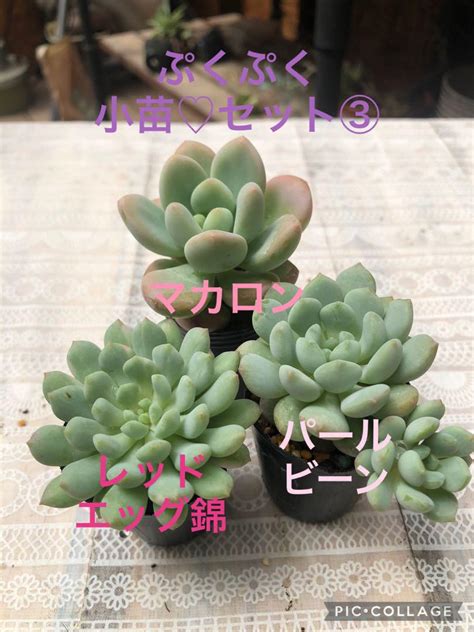 多肉植物 ぷくぷく♡小苗セット③ By メルカリ