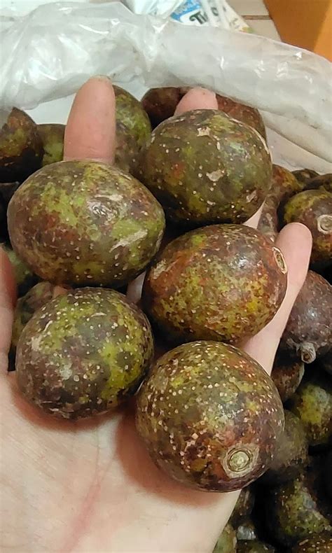 พร้อมส่ง มะกอกใส่ส้มตำ มะกอกป่า แพค 500 กรัม ได้ 14 15 ลูก มะกอกป่าออกตามฤดูกาล หอม หวาน