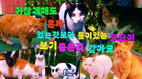 귀찮게 해도 혼자 보다는 둘이 있는 모습이 더 보기 좋아요 YouTube