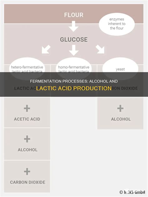 Fermentation Processes Alcohol And Lactic Acid Production Cyalcohol