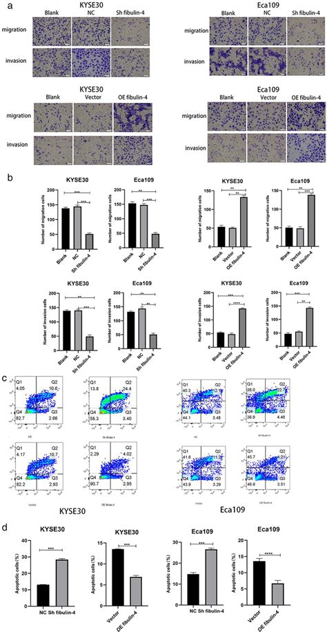 Fibulin‐4 Promotes Invasion And Migration But Inhibits Apoptosis In
