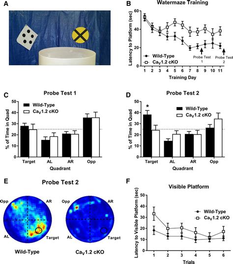 Ca V 12 Conditional Knock Out Mice Exhibit Significant Impairments In