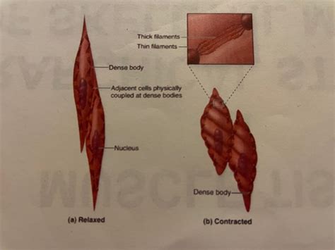 muscle tissue and hierarchical structure of skeletal muscle flashcards quizlet