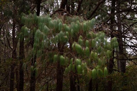 Premium Photo Tree Leaves As Floral Nature Background Texture