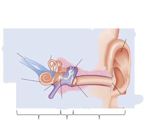 Diagram Of Chapter 7 Labelling Ear Quizlet