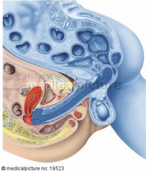 Sagittal Section During Intercourse 1 DocCheck
