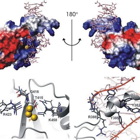 Model Of The Rfc P140 375 480 Dsdna Complex Generated By Haddock A