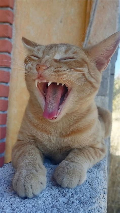 orange cat with mouth wide open