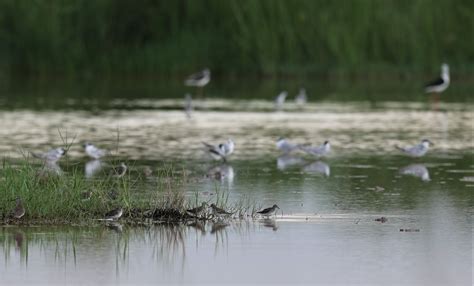 Long Toed Stint Calidris Subminuta — Coke Smith Wildlife