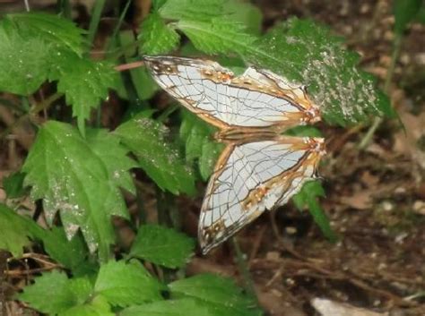 むしQ 昆虫図鑑 イシガケチョウ タテハチョウ科