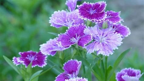 石竹花的种植方法和注意事项 花卉种子 田野风