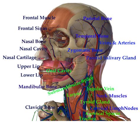 Illustrated Anatomy Of The Head And Neck News