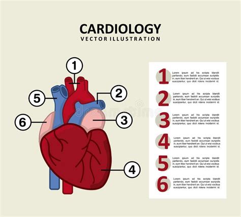 Infographics Of Cardiology Design Stock Vector Illustration Of