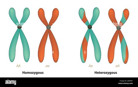 Homologous Pair Chromosomes Cut Out Stock Images And Pictures Alamy